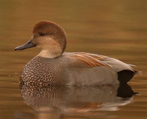 The Gorgeous Gadwall Birdnote
