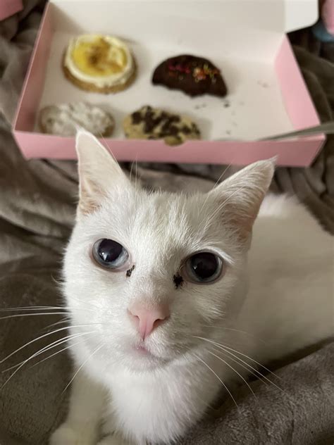 Hannah 17 Doesnt Care What Youre Doing When She Wants To Cuddle 🥰 Rseniorkitties