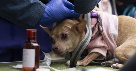 Southern California Flea Borne Typhus Threat Prevention And Protection Archyde