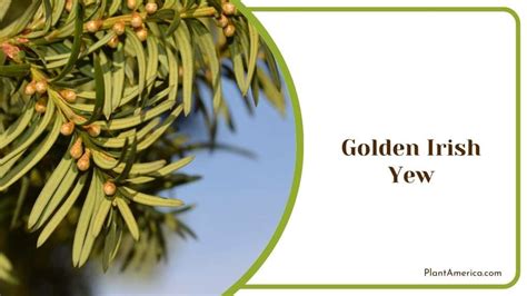 6 Types Of Yew Varieties To Consider For Your Garden Plant America