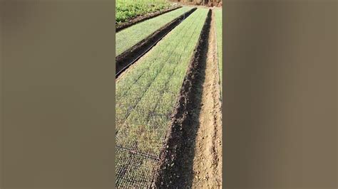 양파모종 육묘 발아율이 좀 아쉽네요 Youtube