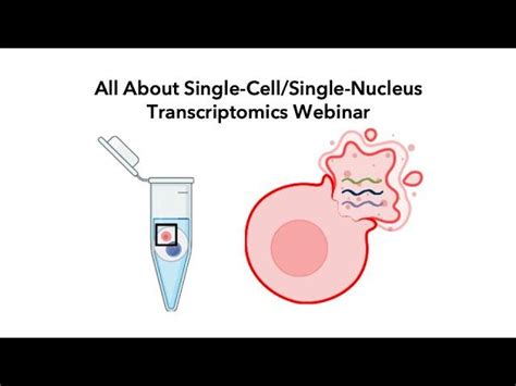 All About Single Cell Single Nucleus Transcriptomics Rachel Hostetler Phd