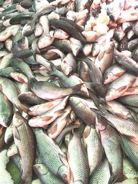 စံပြငါးဈေး အောင်မင်္ဂလာဆိပ်ကမ်း မှ မတ်လမှ ဇွန် ၁ ရက်အထိ သင်္ဘော ၁၀ စင