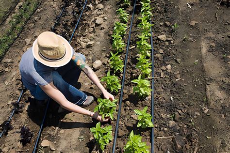 How To Plant Beans A Complete Guide For All Types Of Crops And Home Gardens