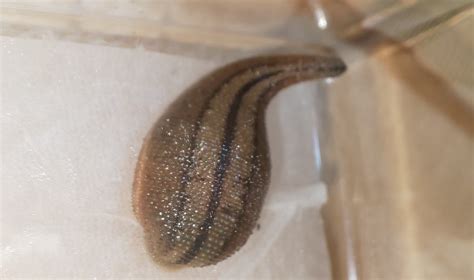 ヤマビル 飼育飼育に必要な物は餌は何寿命は なっとく虫