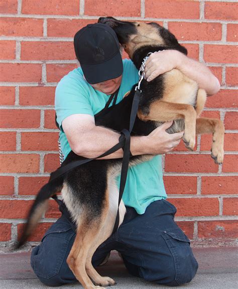 Westside German Shepherd Rescue Of Los Angeles