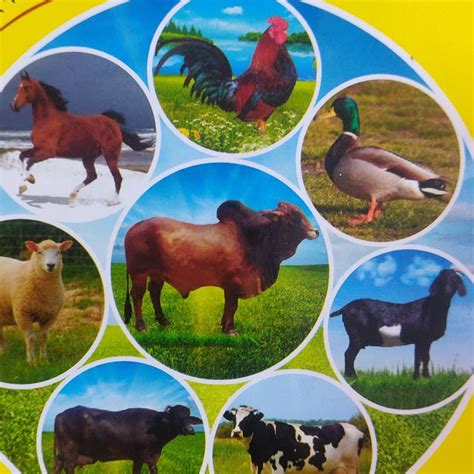 প্রাণিসম্পদ হাঁস মুরগি পালন গবাদিপশুর প্রাথমিক চিকিৎসা মৎস্যচাষ ও কৃষি Dhaka