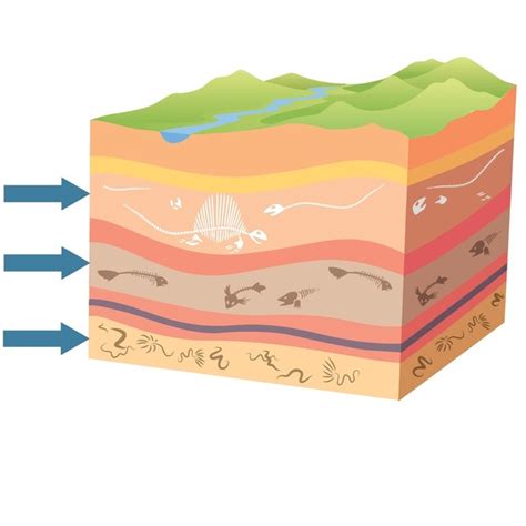86 Dinosaur Fossil Process 免版税图片、库存照片和图像 Shutterstock