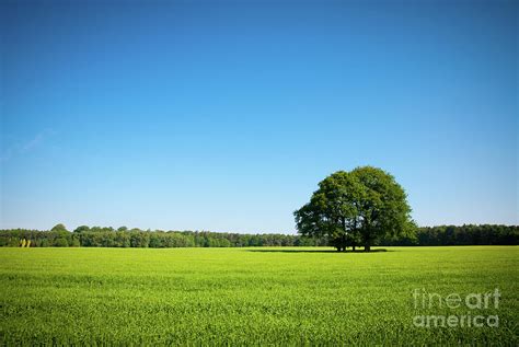 Blue Sky Green Grass