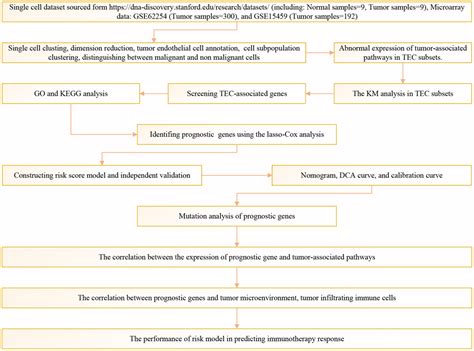characterization of tumor endothelial cells tec in gastric cancer and