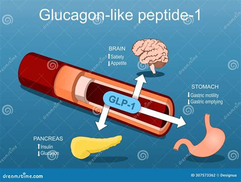 Glucagon Like Peptide 1 Glp 1 Molecule Chemical Structure Glp 1 Is