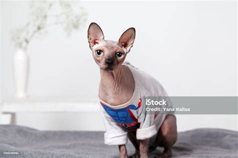 흰 벽과 꽃과 흰색 꽃병의 배경 흐리게에 따뜻한 옷을 유행에서 캐나다 스핑크스 가축에 대한 스톡 사진 및 기타 이미지 가축 개인 장식품 고양이 새끼 Istock