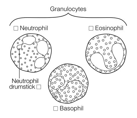 Granulocytes Histology Coloring Book