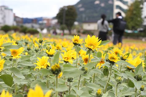 가을꽃 가득 핀 송현 녹지광장 민중의소리