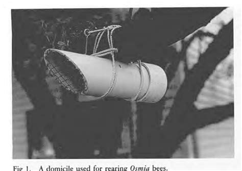 Figure 1 From Osmia Spp Reared In Artificial Nesting Sites In A Backyard Environment Semantic