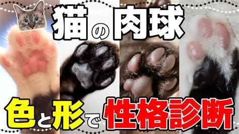 あなたの猫はどれ？肉球の色と形で分かる猫の性格診断【猫の顔型診断も】 Youtube