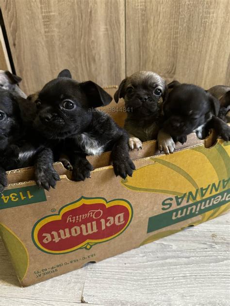 Френски булдог Булдог 1 месеца Мъжко Женско Черни светлокафяви и тъмнокафяви Чистокръвно