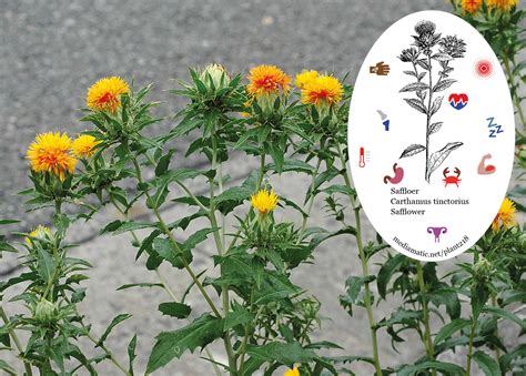 Safflower Plant