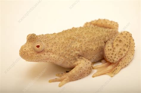 Western Yellow Bellied Toad Stock Image C0596041 Science Photo