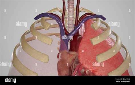 Posterior Mediastinum Structures
