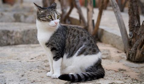 Why Do Cat Ears Go Back At Rosemary Henry Blog