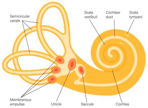 Orb Feature Homogenization Strategy Based On Quadtree Structure Download Scientific Diagram
