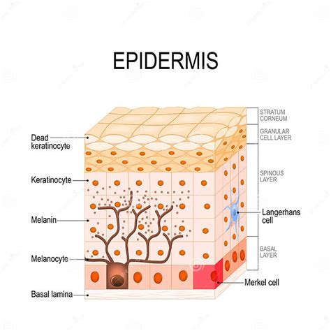 Epidermis Structure Cell And Layers Of A Human Skin Stock Vector Illustration Of Layers