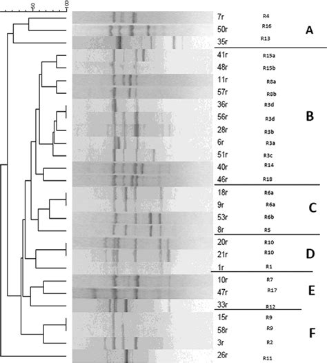 Dendrogram Generated With Dice Coefficient And The Upgma Clustering