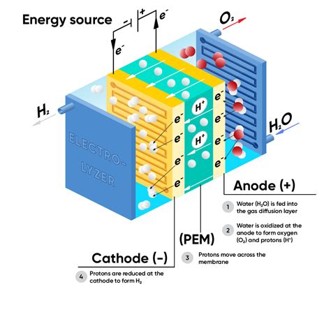 What Are Pem Fuel Cells And Electrolyzers Biologic Learning Center