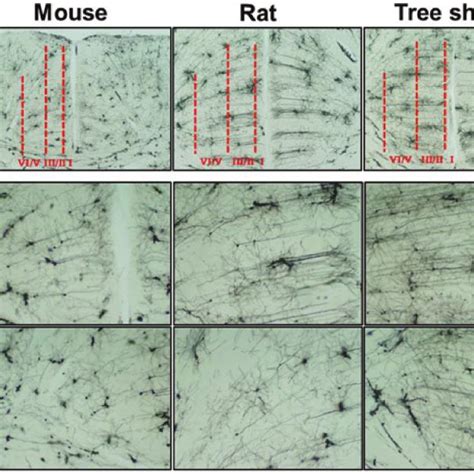 The Anatomical Property Of The Brain In Tree Shrew A A Photo Of Tree