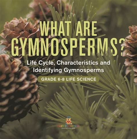what are gymnosperms life cycle characteristics and identifying gymnosperms £31 97