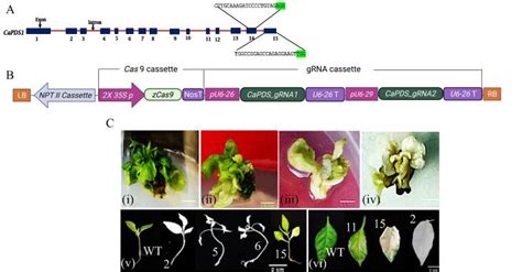 Crispr Cas9 Based Genome Editing Of Phytoene Desaturase Pds Gene In