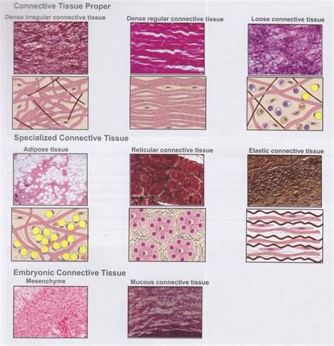 Art Labeling Activity Types Of Connective Tissue Proper 60 Off
