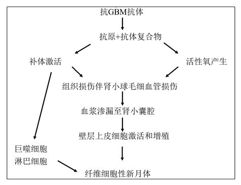 抗肾小球基底膜病