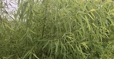 Black Willow Tree