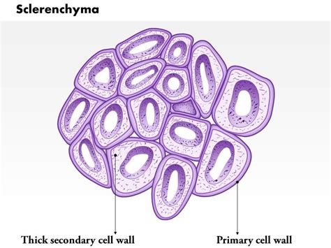 Sclerenchyma Tissue
