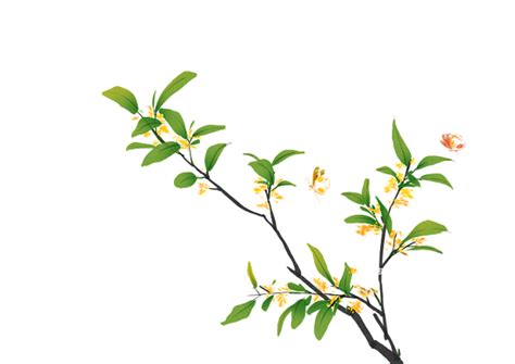 桂花 中国画 传统 图像 画画正版图片素材