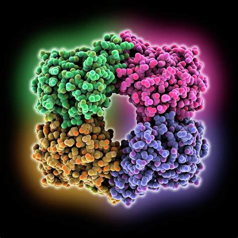 Dihydrodipicolinate Synthase Enzyme 1 Photograph By Science Photo