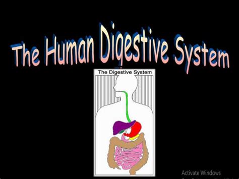 Class 7 Digestive System Ppt Pptx Digestion Pptx