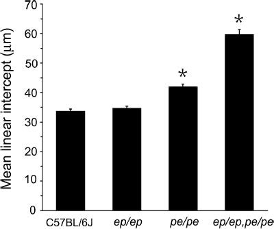 The Mean Linear Intercept M SE Is Increased In Ep Ep Pe Pe And Pe Pe Download Scientific