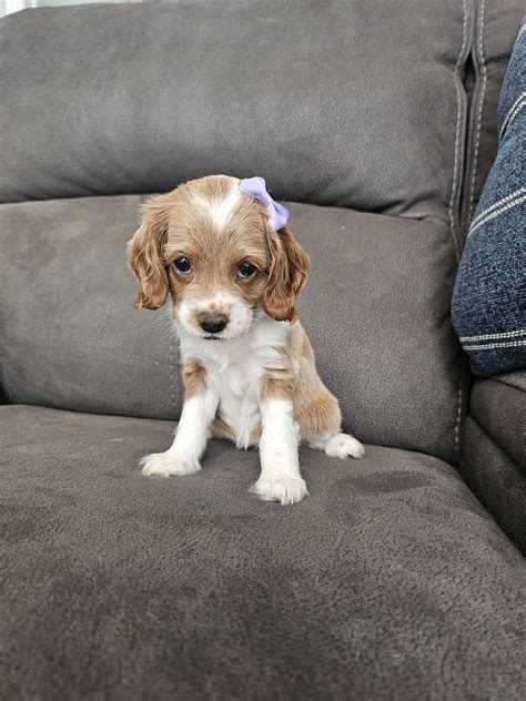 Daisy Cockapoo Puppy For Sale In Zanesville Oh Lancaster Puppies
