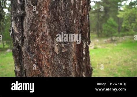 Forest With Pine Trees And Grass Filmed With Dolly Pine Tree Trunk In Dense Forest Coniferous
