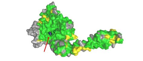 Enzyme Research Reveals Why Some Cancer Drugs Cause Severe Side Effects Todayschronic