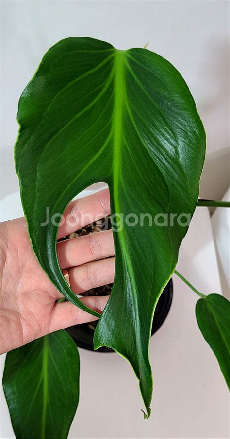 몬스테라 딜라체라타 희귀식물 원예 중고나라