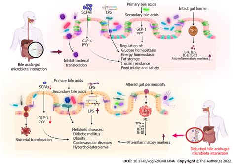 Graphical Abstract Glp 1 Glucagon Like Peptide 1 Lps Download