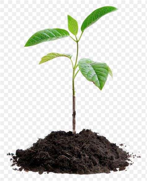 PNG Tree Seedling Sprout Plant Premium PNG Rawpixel