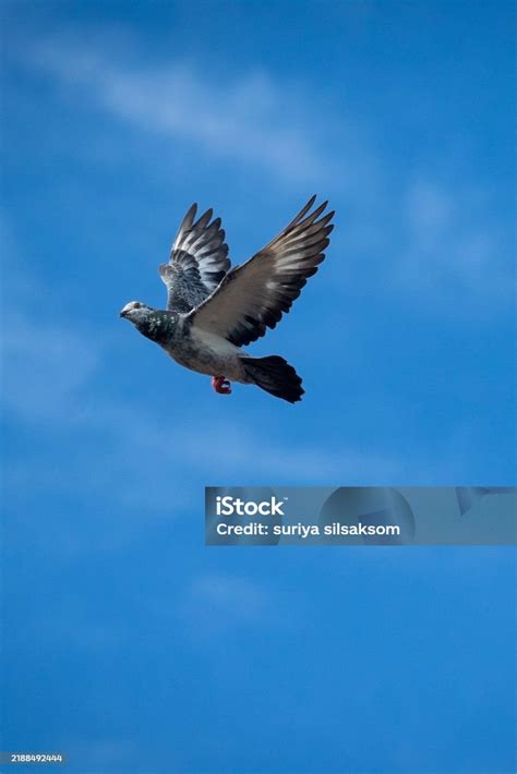 아름다운 푸른 하늘을 배경으로 공중을 날고 있는 회색 귀환 비둘기 가까이 옴에 대한 스톡 사진 및 기타 이미지 가까이 옴 공중 깃털 Istock