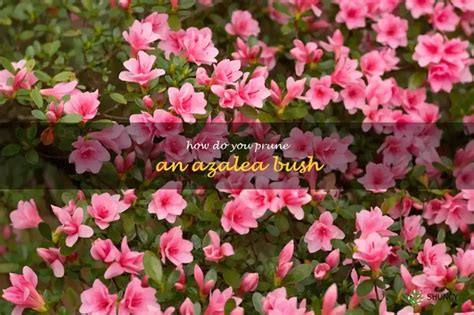The Essential Guide To Pruning An Azalea Bush ShunCy