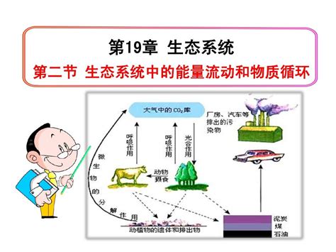 能量流动图解怎么画 能量流动图解详细图 能量流动图解 大山谷图库