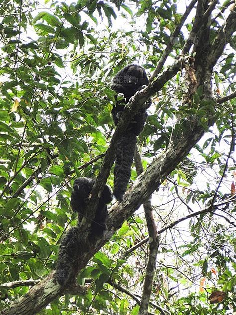 猴子在雨林的树上